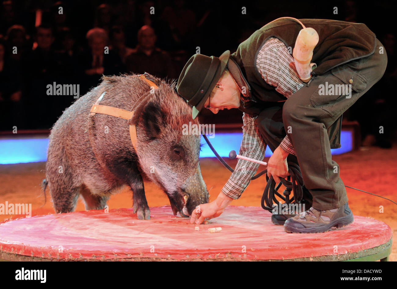 Animal trainer Pietro Bento and his boar Fritzi perform during the ...