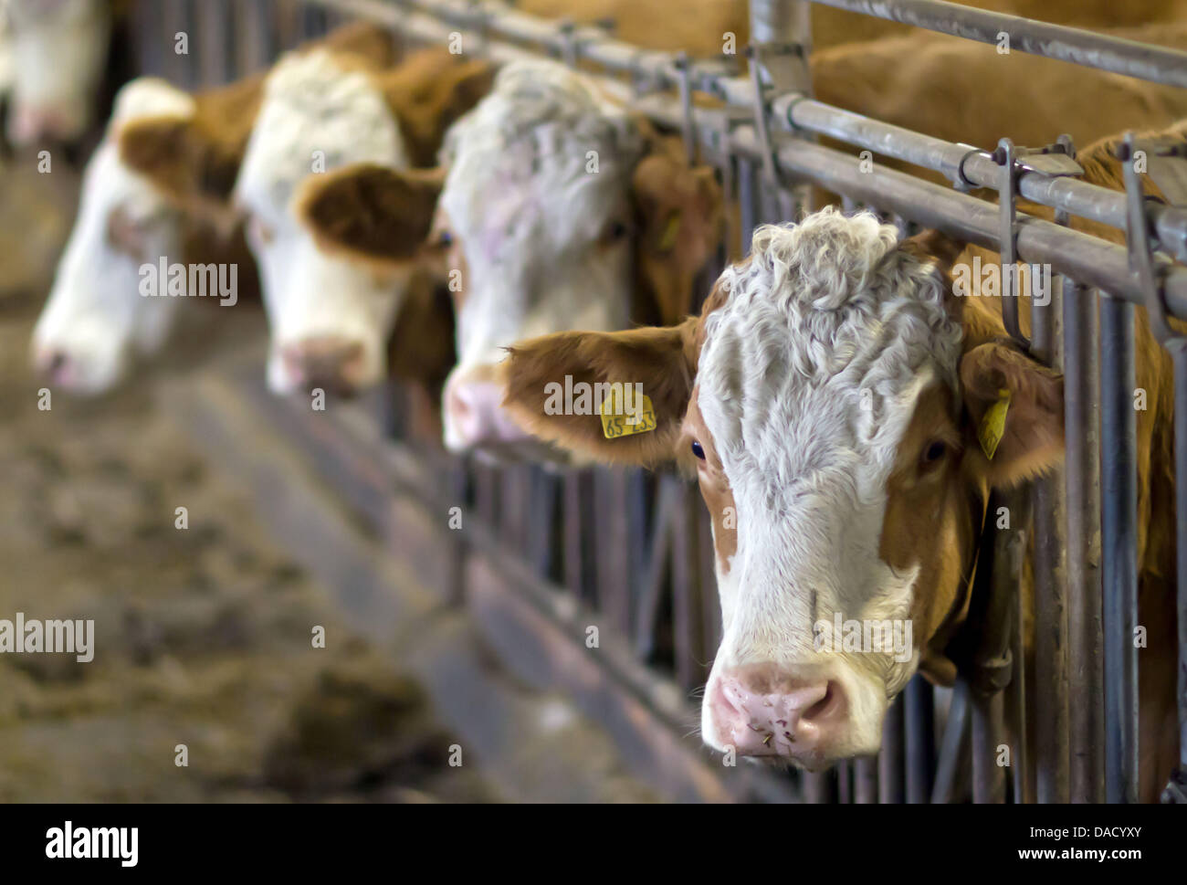 Cows stand in a stall on Gallin farm in Gallin, Germany, 17 November ...
