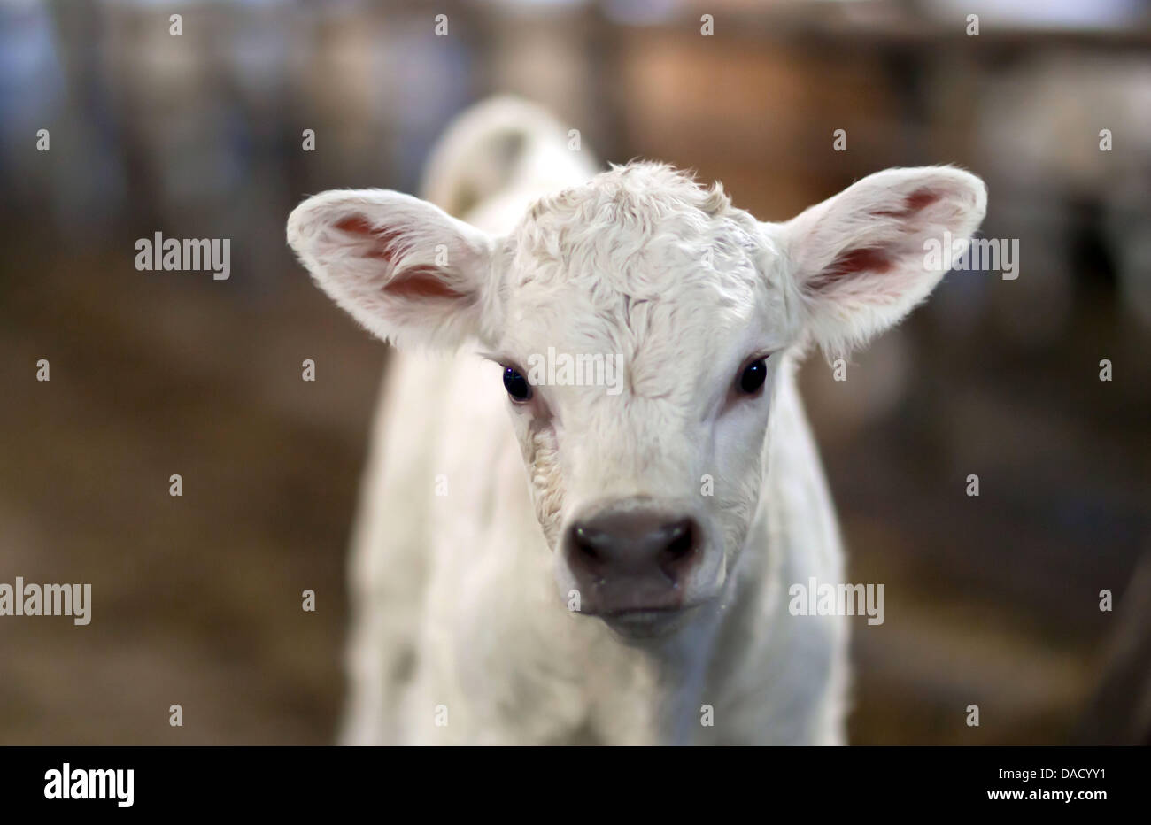 Calf stands hi-res stock photography and images - Alamy