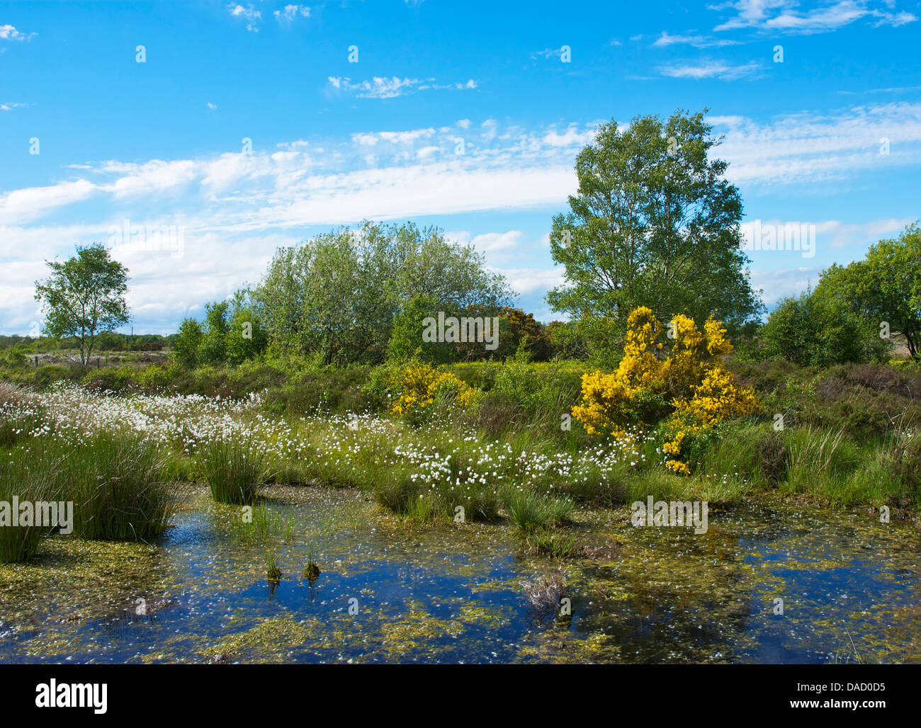 Wetlands at Drumburgh Moss, one of Cumbria Wildlife Trust's nature ...