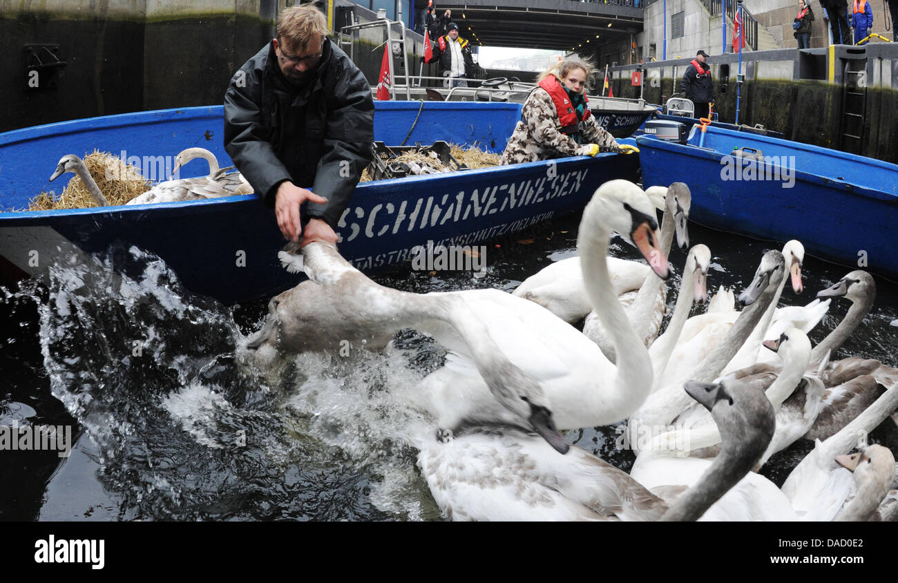 Swan keeper Olaf Niess (M) and his staff catch swan at the Rathaus ...
