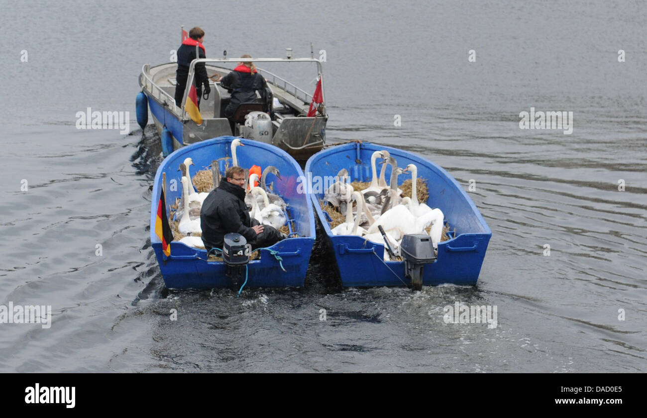 Swans On The River Of Alster High Resolution Stock Photography and ...