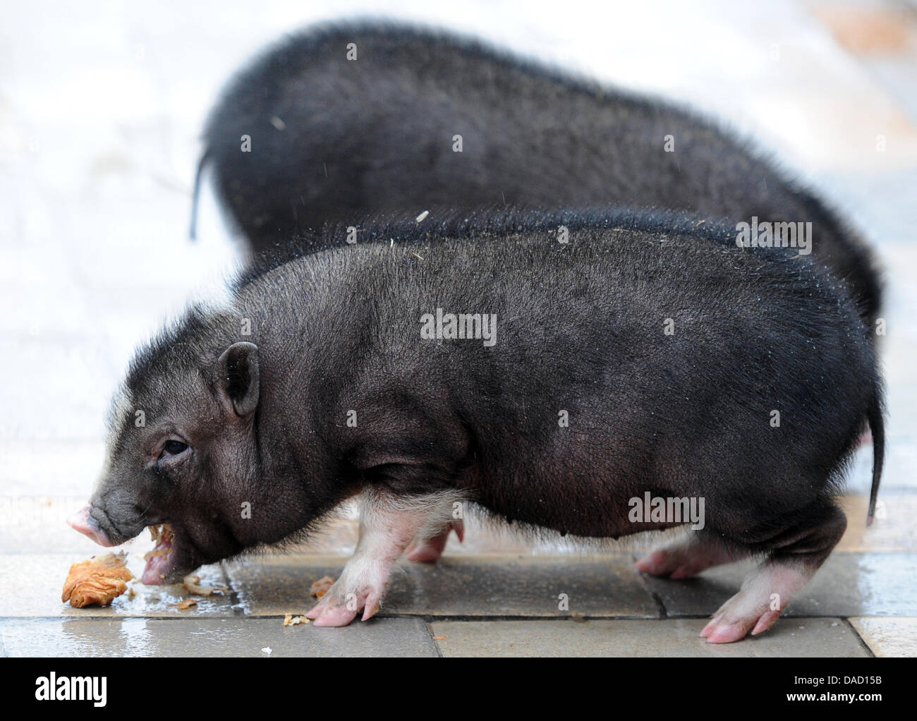 Vietnamese pot-bellied pigs Erna (front) and Willy eat a piece of bread ...