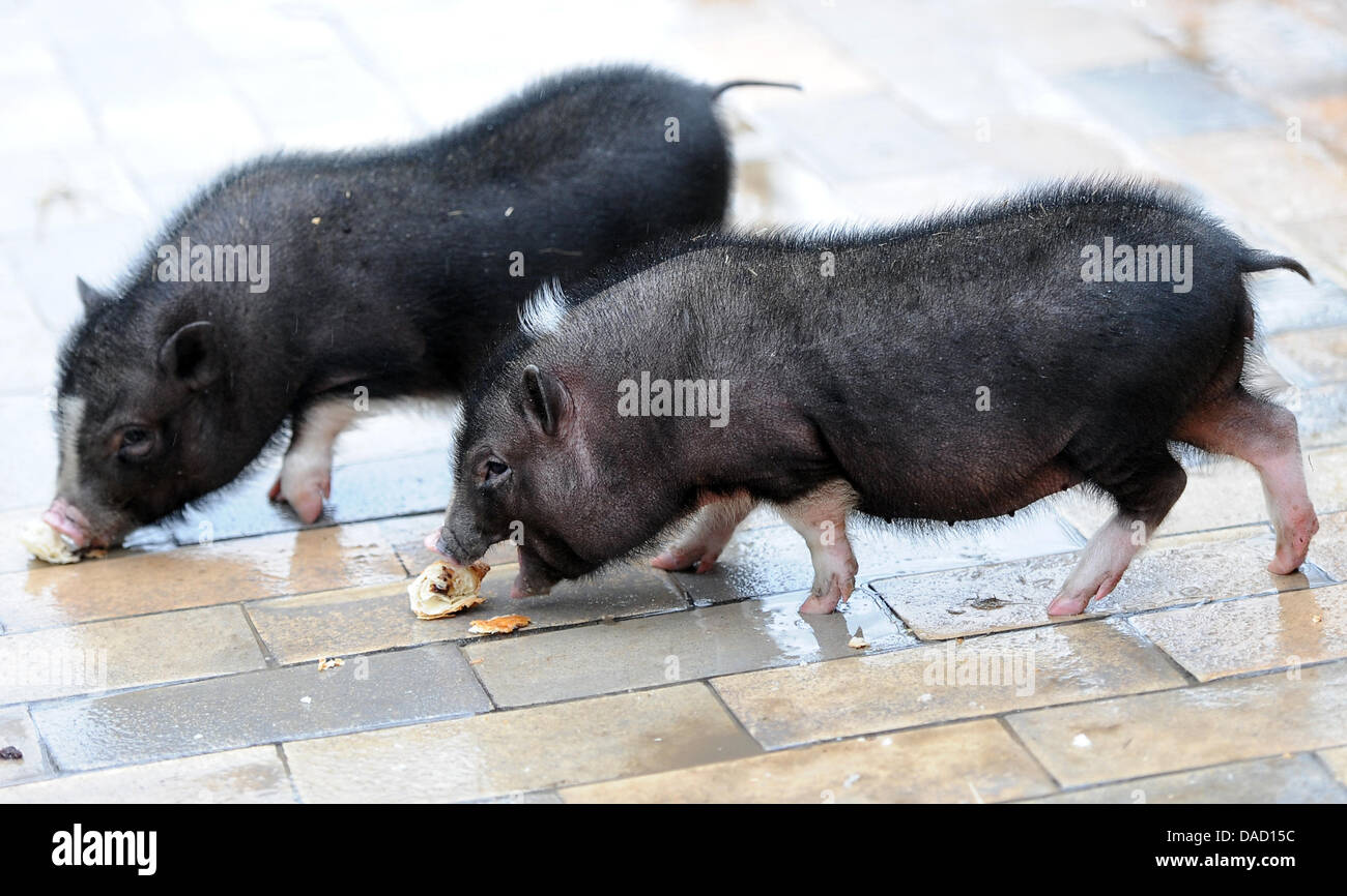 Vietnamese pot-bellied pigs Erna (R) and Willy eat a piece of bread at ...