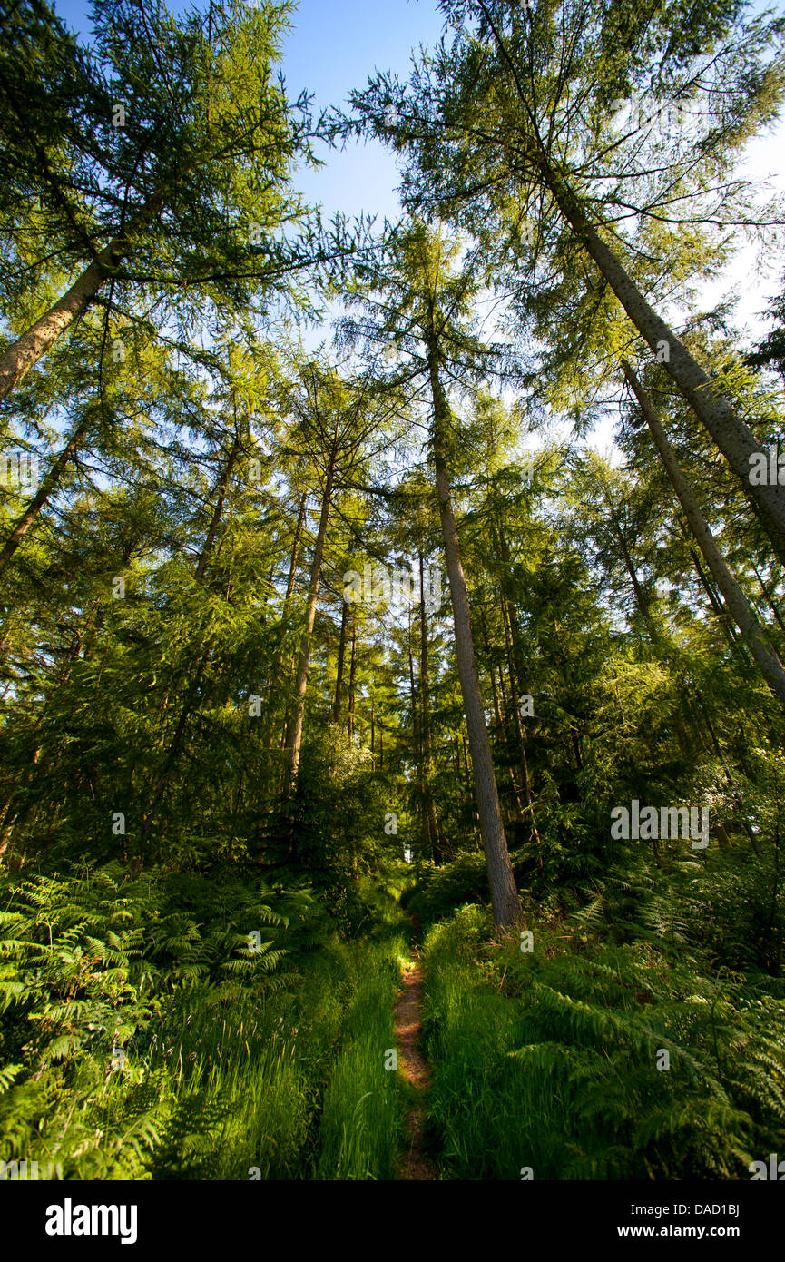 Mortimer forest ludlow hi-res stock photography and images - Alamy