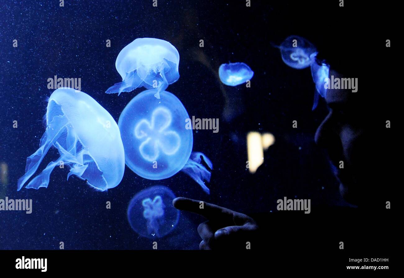 Zoo biologist Heiner Kloes counts jellyfish at the zoo in Berlin ...