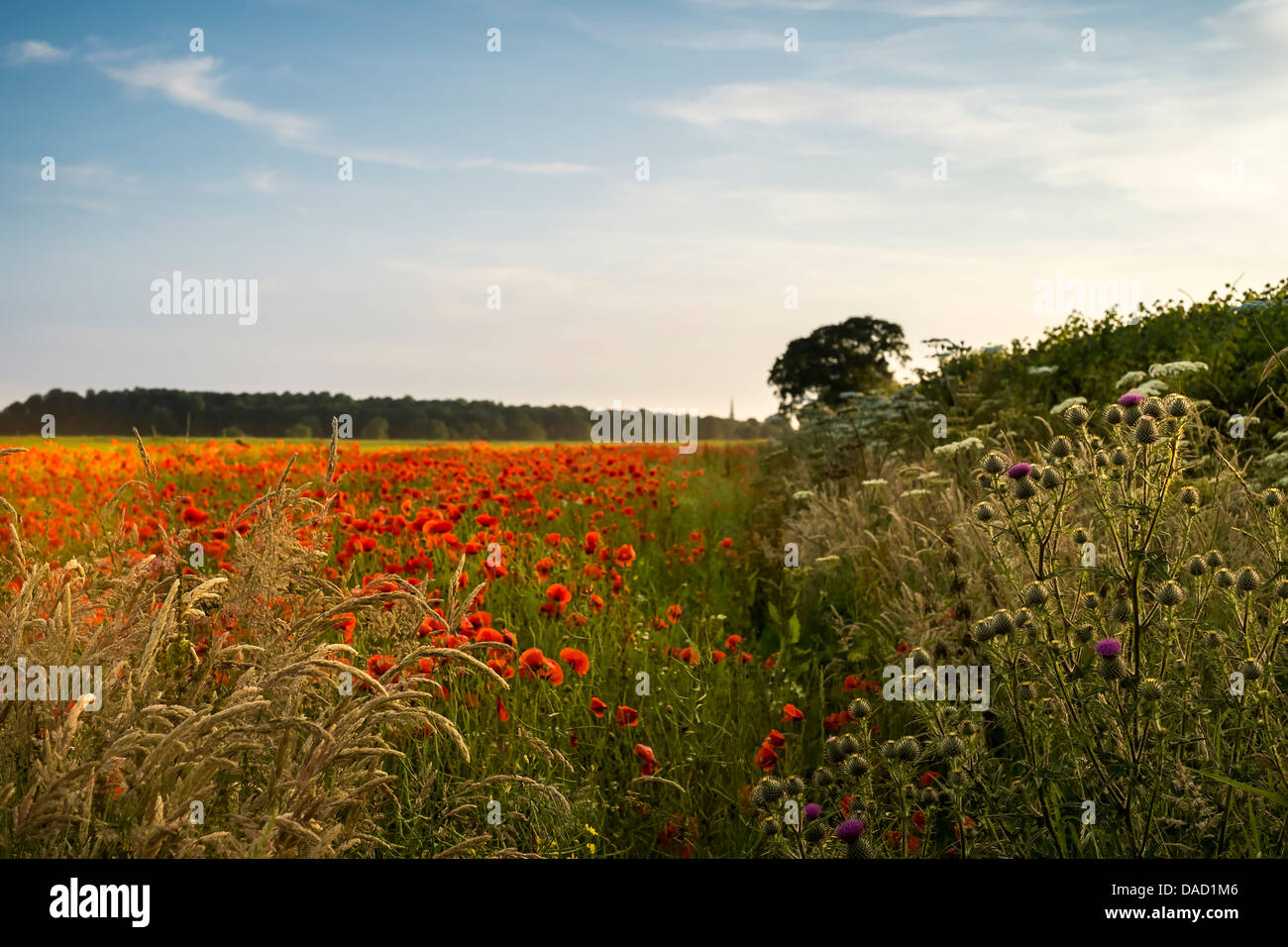 Hedgerow & poppy field on a summer evening, East Yorkshire Stock Photo ...