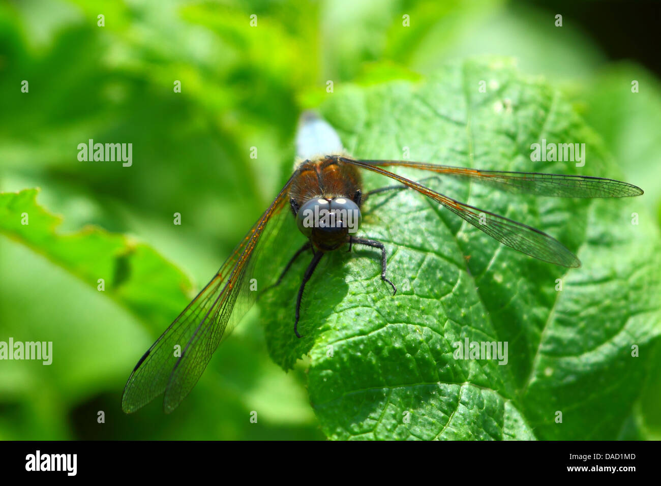 blue scarce chaser dragonfly Stock Photo - Alamy