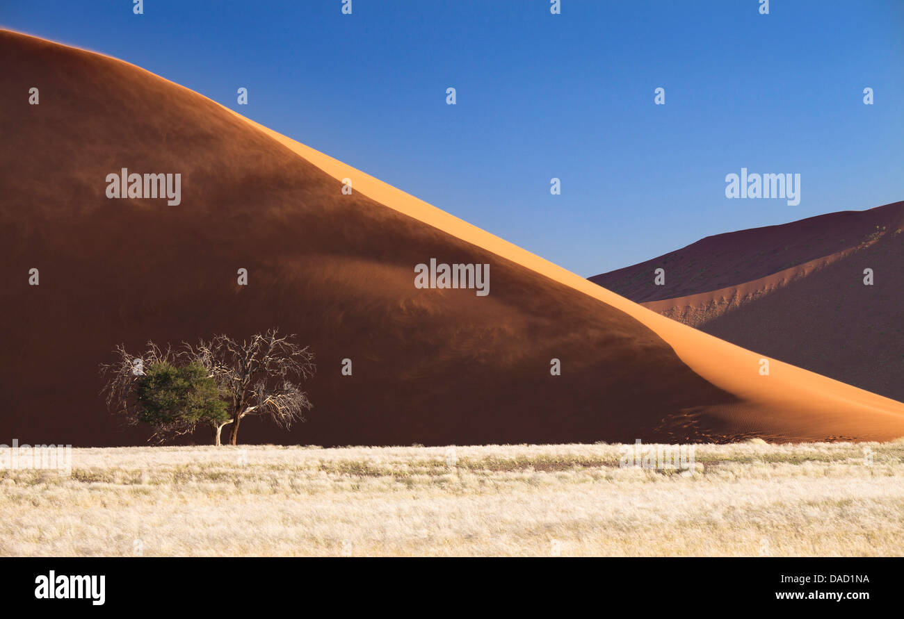 Side view of Dune 45 showing the sunlit ridge against blue sky, Namib ...