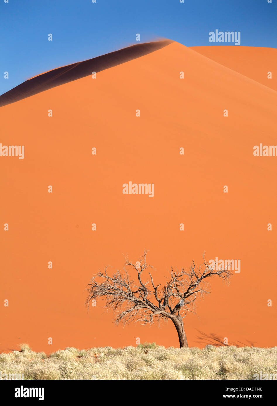 Camel thorn tree in image hi-res stock photography and images - Alamy