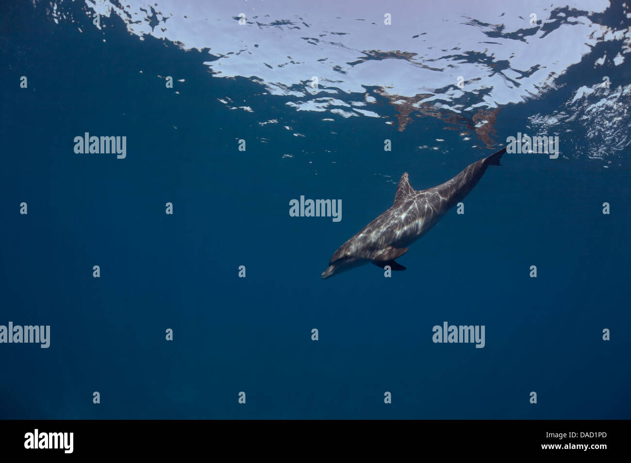Single calf of Indo-Pacific bottlenose dolphin (Tursiops aduncus) dives ...