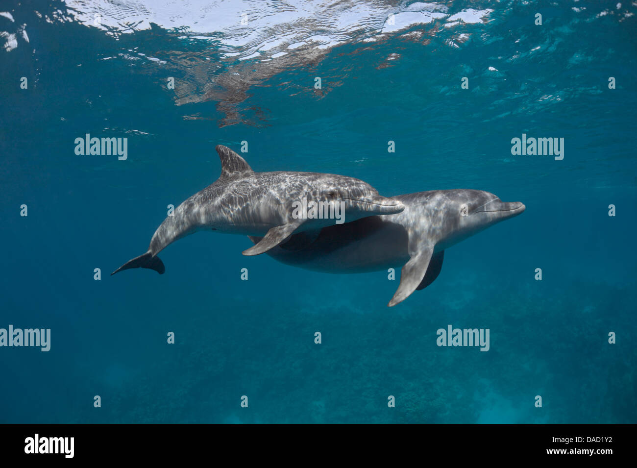 Two Indo-Pacific bottlenose dolphins (Tursiops aduncus) play happily ...