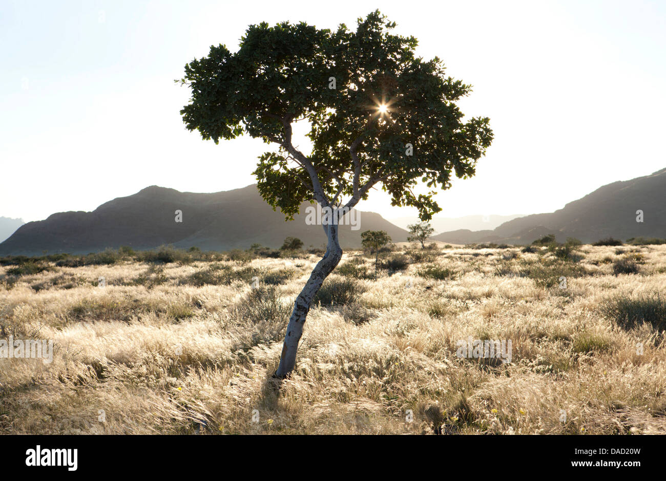 Tree and grasses hi-res stock photography and images - Alamy