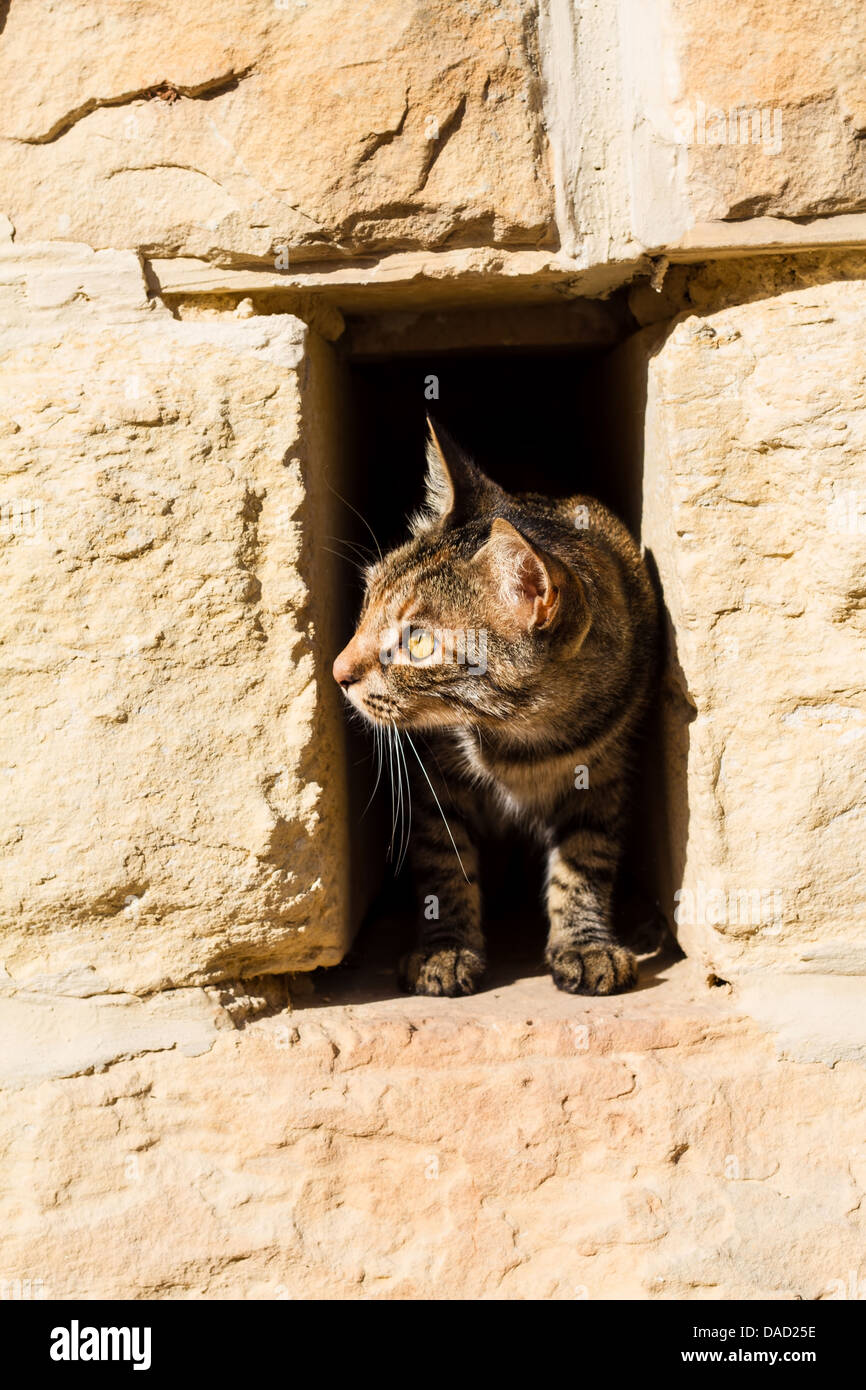A cat looking from a hole in the wall Stock Photo - Alamy