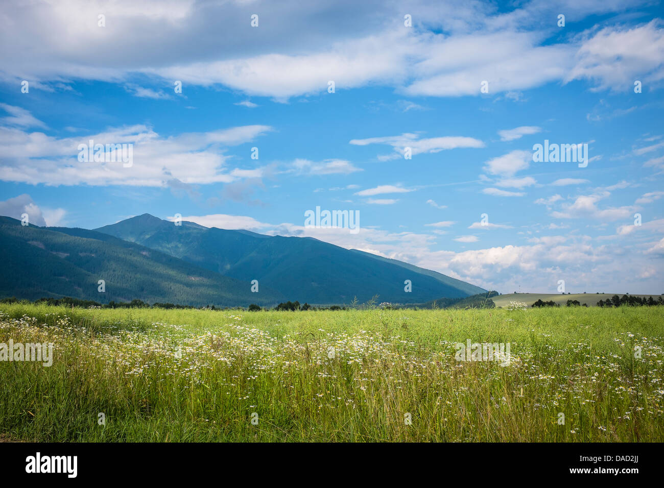 summer horizon, landscape with green meadows and fields and blue sky ...