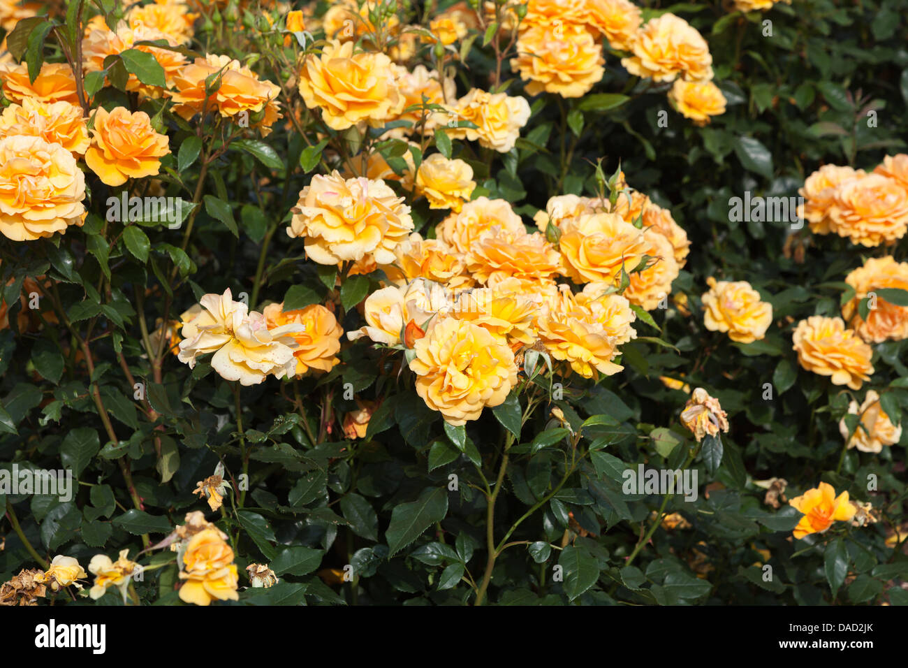 Rosa "Golden Beauty", Korberbeni - orange to yellow rose, at the Royal ...