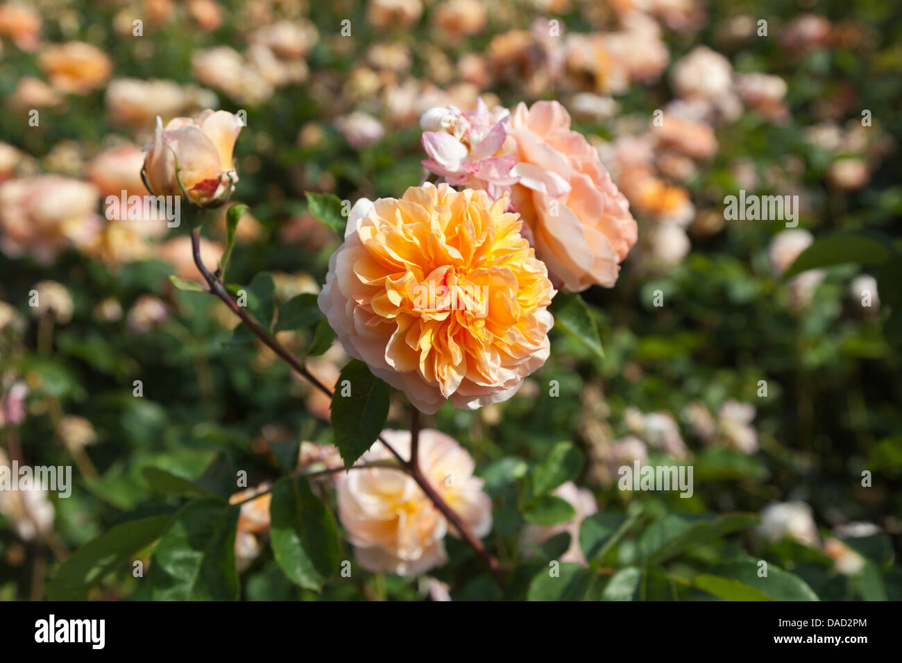 Rosa "Port Sunlight", Auslofty - orange rose by David Austin, at the ...
