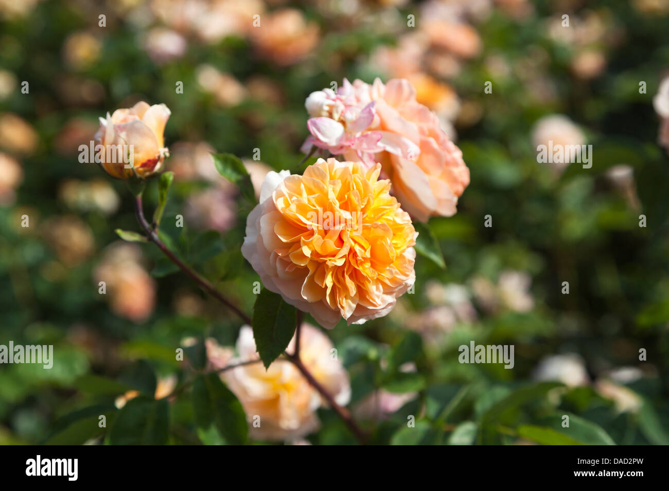 Rosa "Port Sunlight", Auslofty - orange rose by David Austin, at the ...