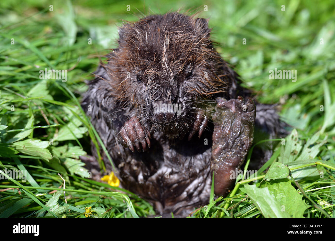 Beaver in bath hi-res stock photography and images - Alamy