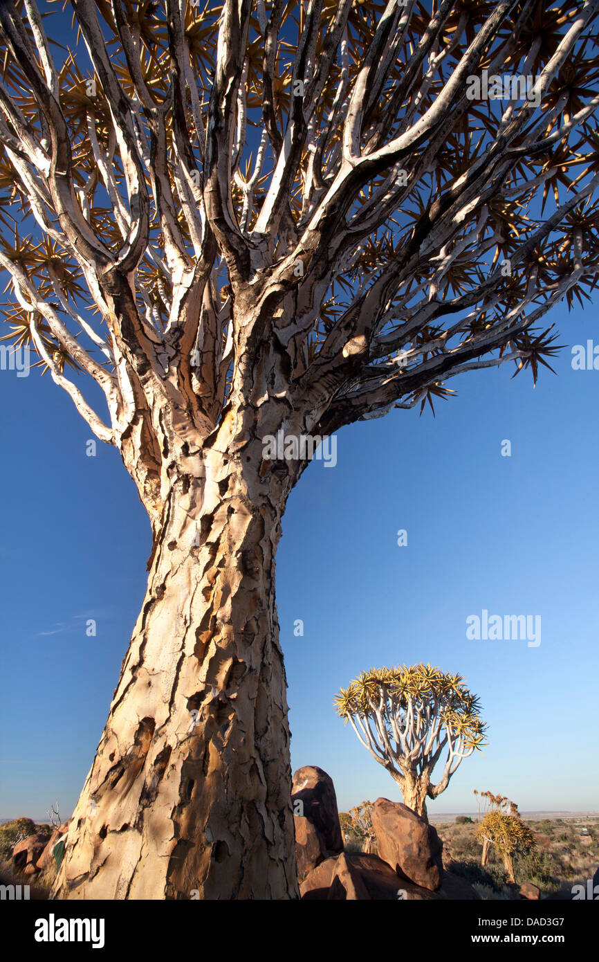 Quiver trees (Aloe Dichotoma), referred to as Kokerboom, in the ...