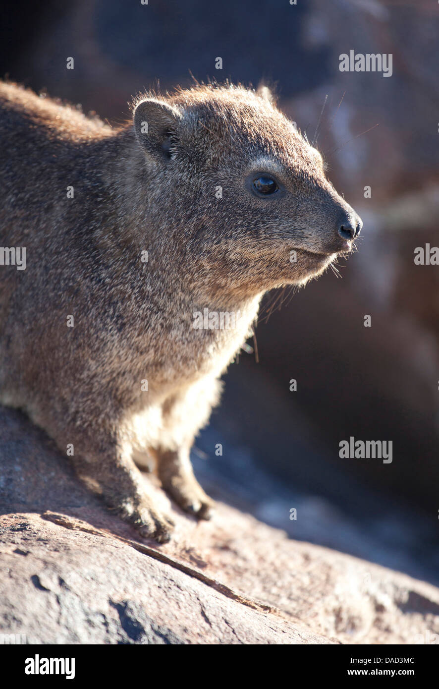 Rock hyrax (Dassie), living among rocks at the Quivertree Forest, near ...