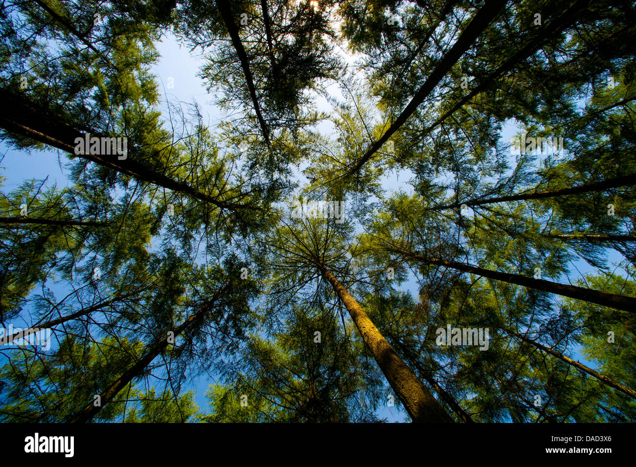Mortimer Forest High Resolution Stock Photography and Images - Alamy