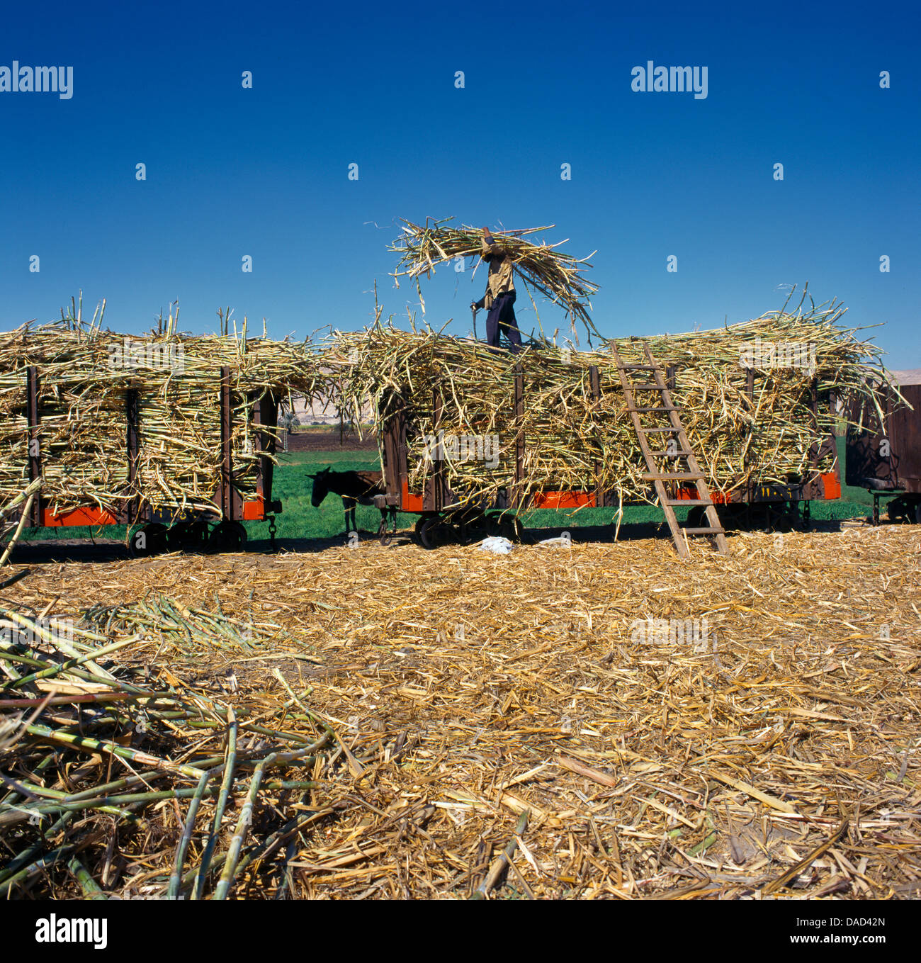 Sugarcane train hi-res stock photography and images - Alamy