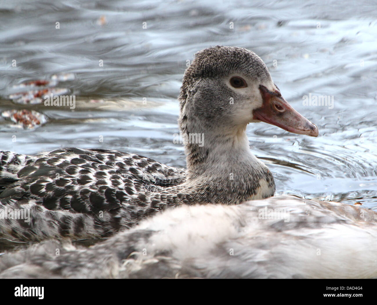 Detailed close up a juvenile Muscovy Duck (Cairina moschata) swimming ...