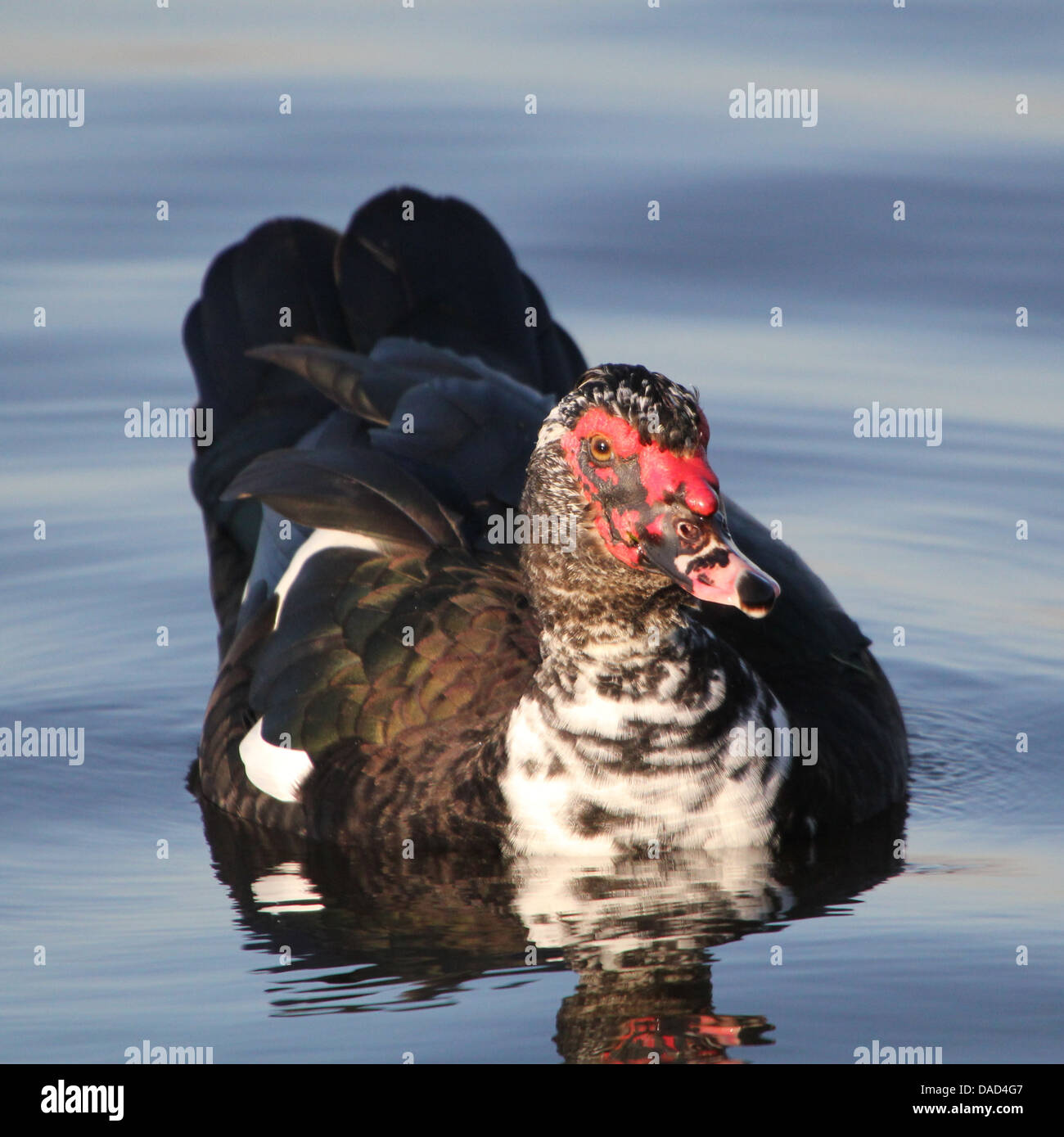 Male muscovy duck hi-res stock photography and images - Alamy
