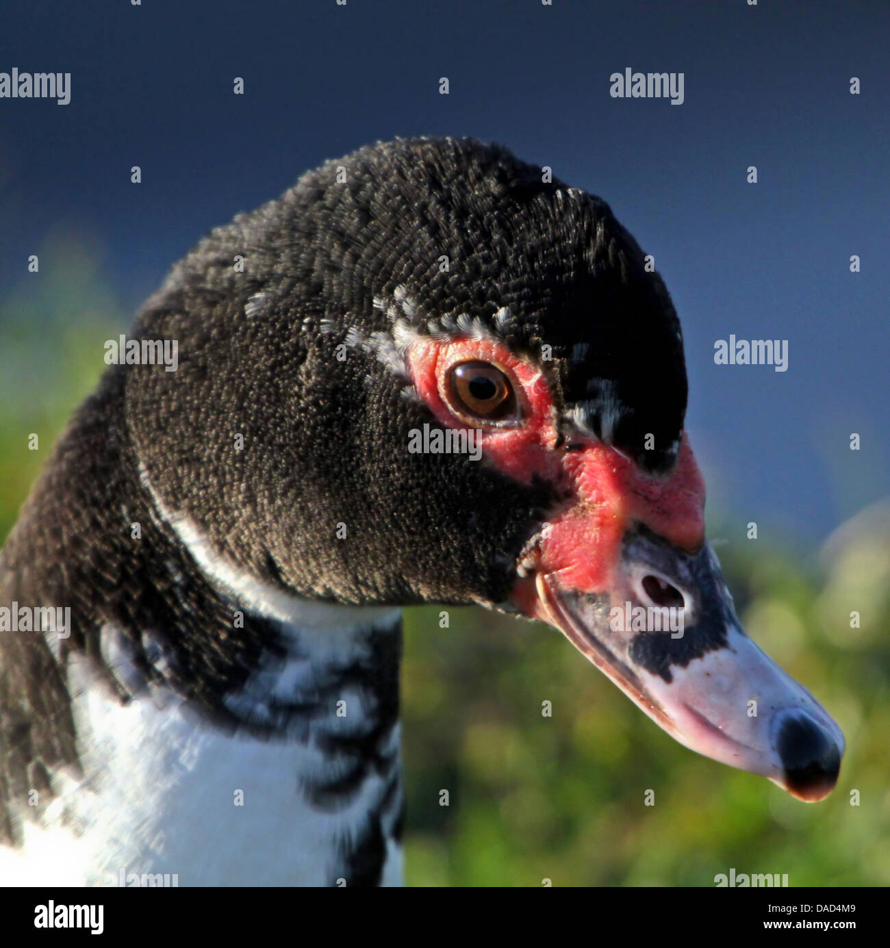 Detailed close-up of the head of a female Muscovy Duck (Cairina ...