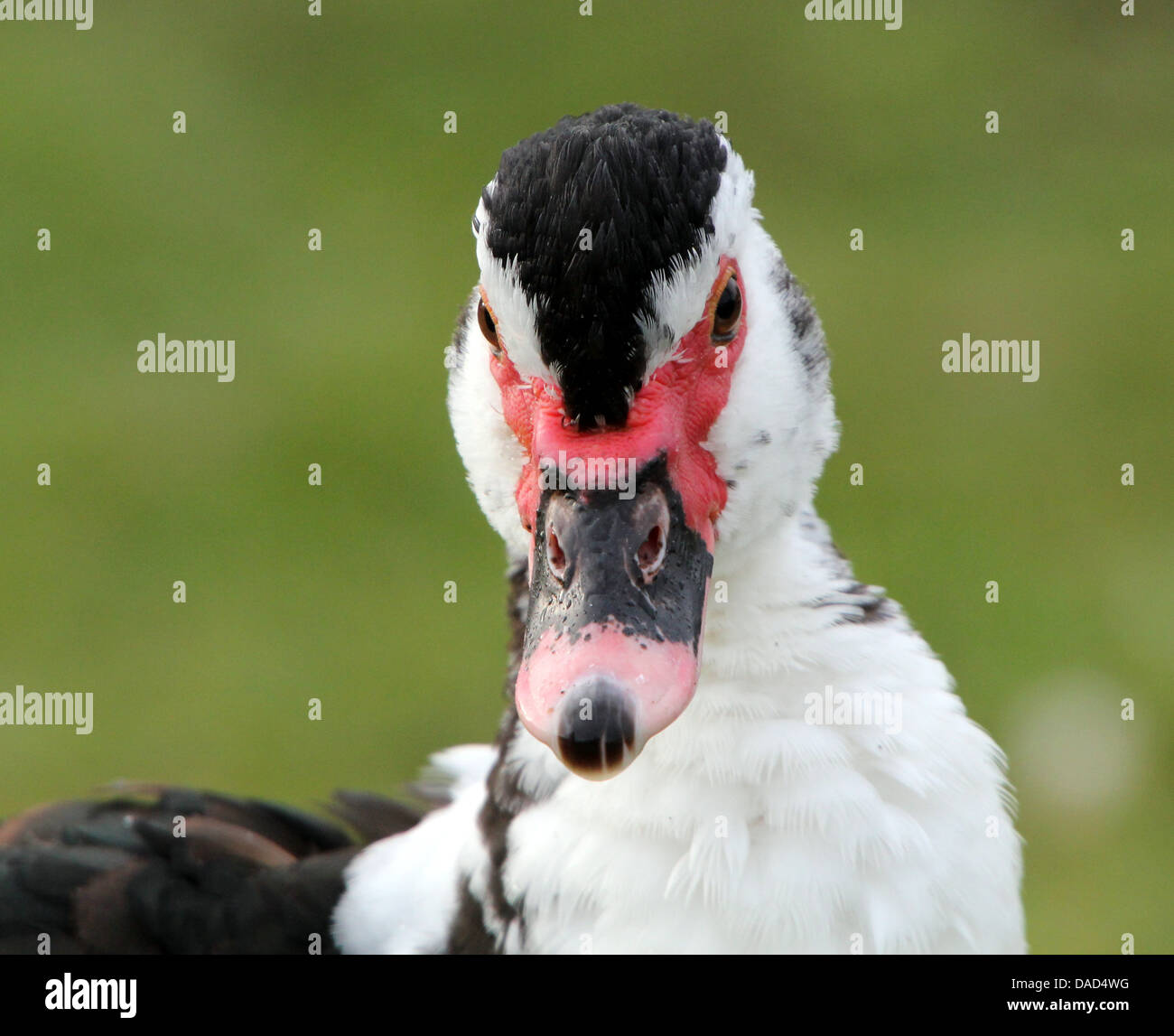 Colourful muscovy duck hi-res stock photography and images - Alamy