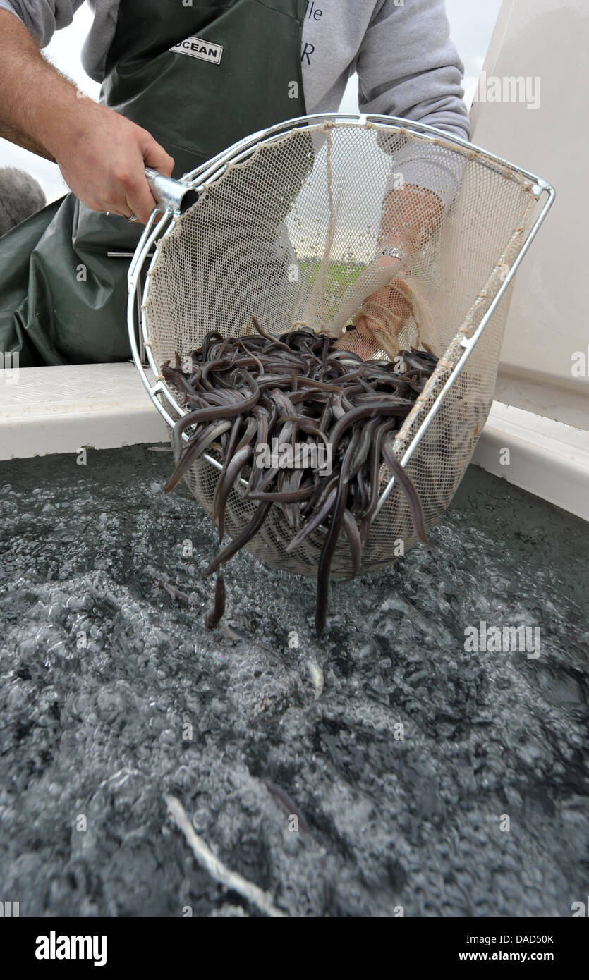 Young eels are fetched by Lars Renken of Bremen's Fisheries Association ...