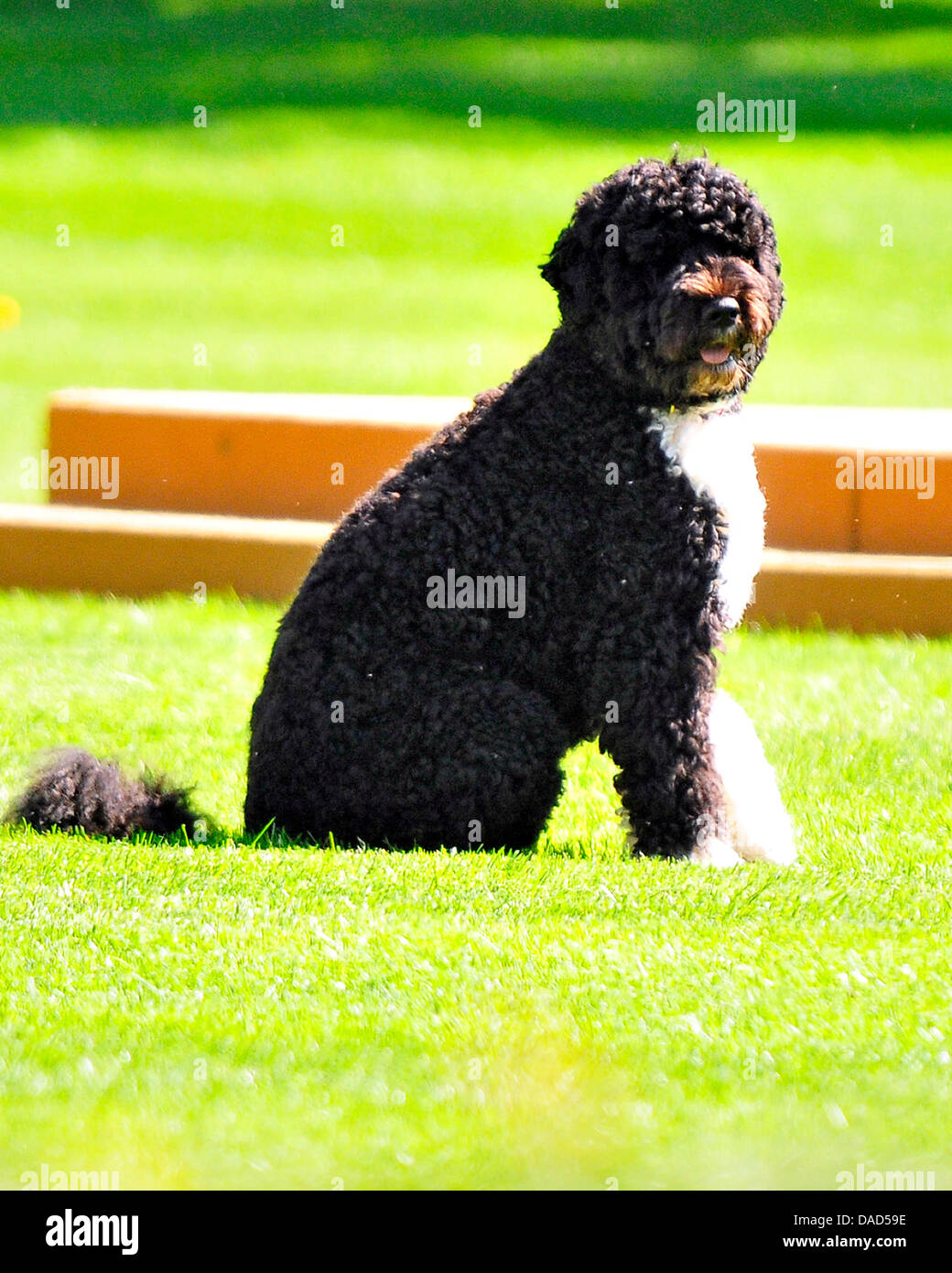 Bo, the Obama family dog, plays on the South Lawn of the White House in ...