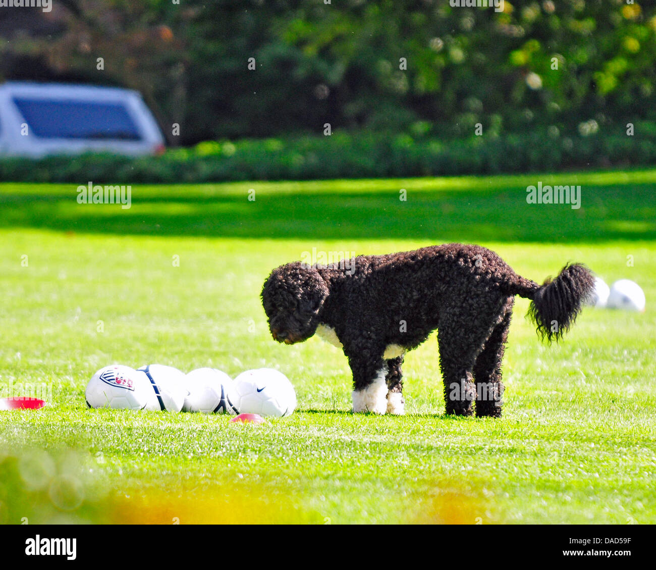 Bo, the Obama family dog, looks at some Soccer balls as he plays on the ...
