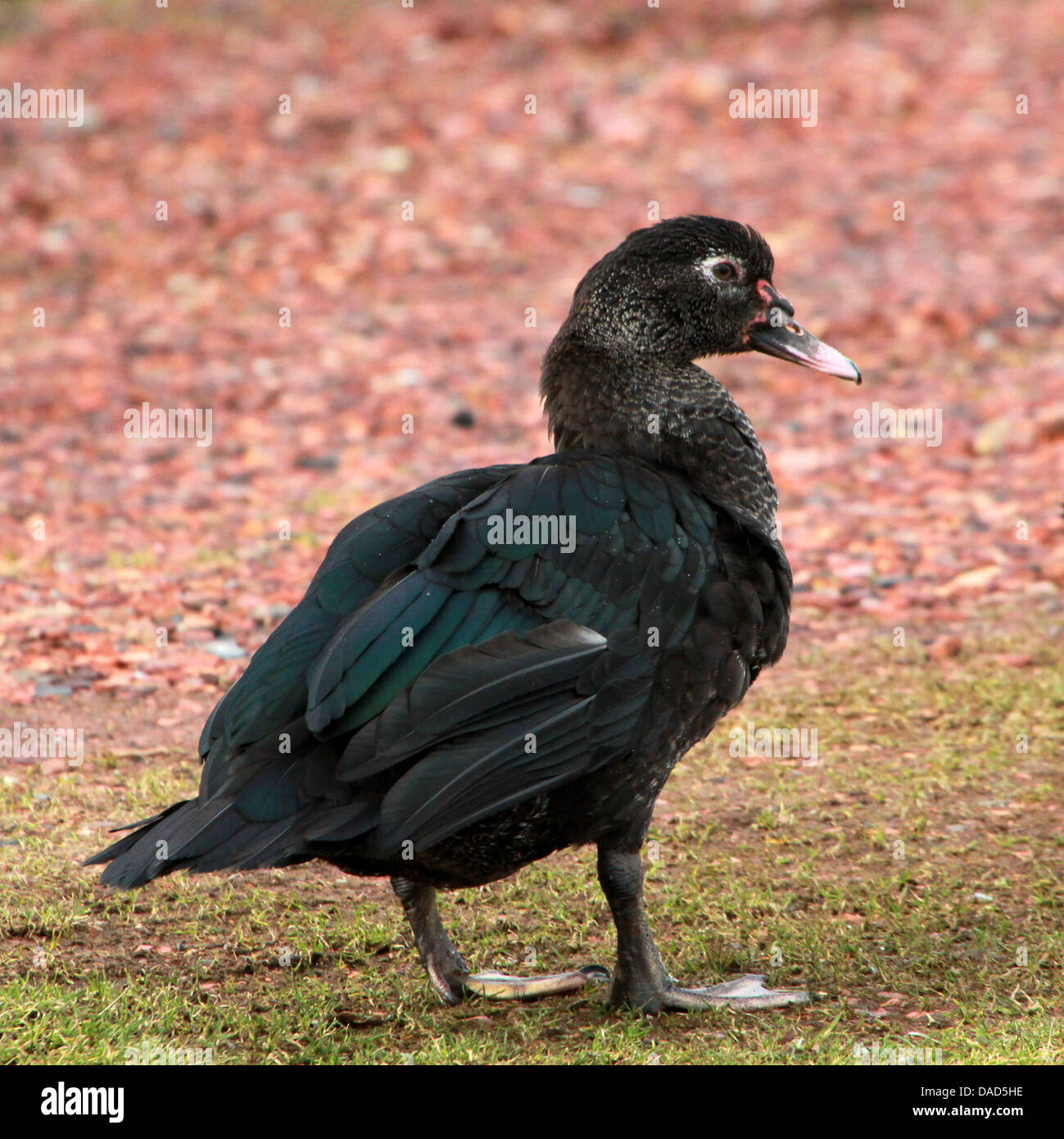 Detailed close up a female Muscovy Duck (Cairina moschata Stock Photo ...
