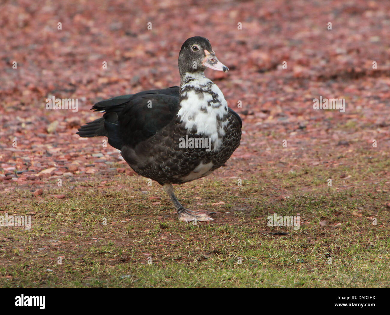 Juvenile muscovy duck hi-res stock photography and images - Alamy