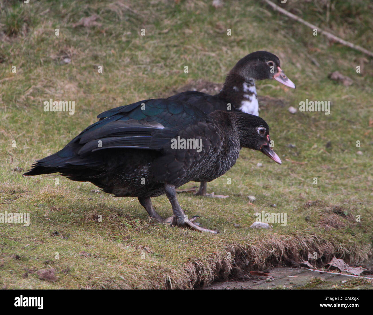 Detailed close up a female Muscovy Duck (Cairina moschata Stock Photo ...