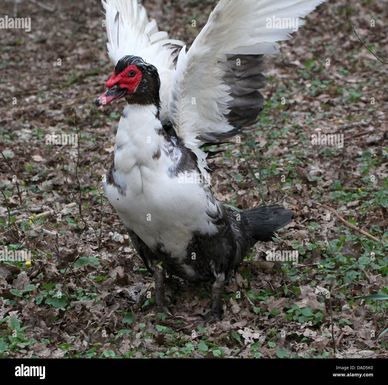 Duck drying off High Resolution Stock Photography and Images - Alamy