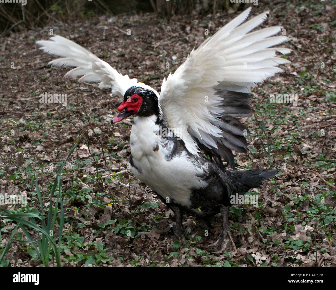 Detailed close up a mature male Muscovy Duck (Cairina moschata ...
