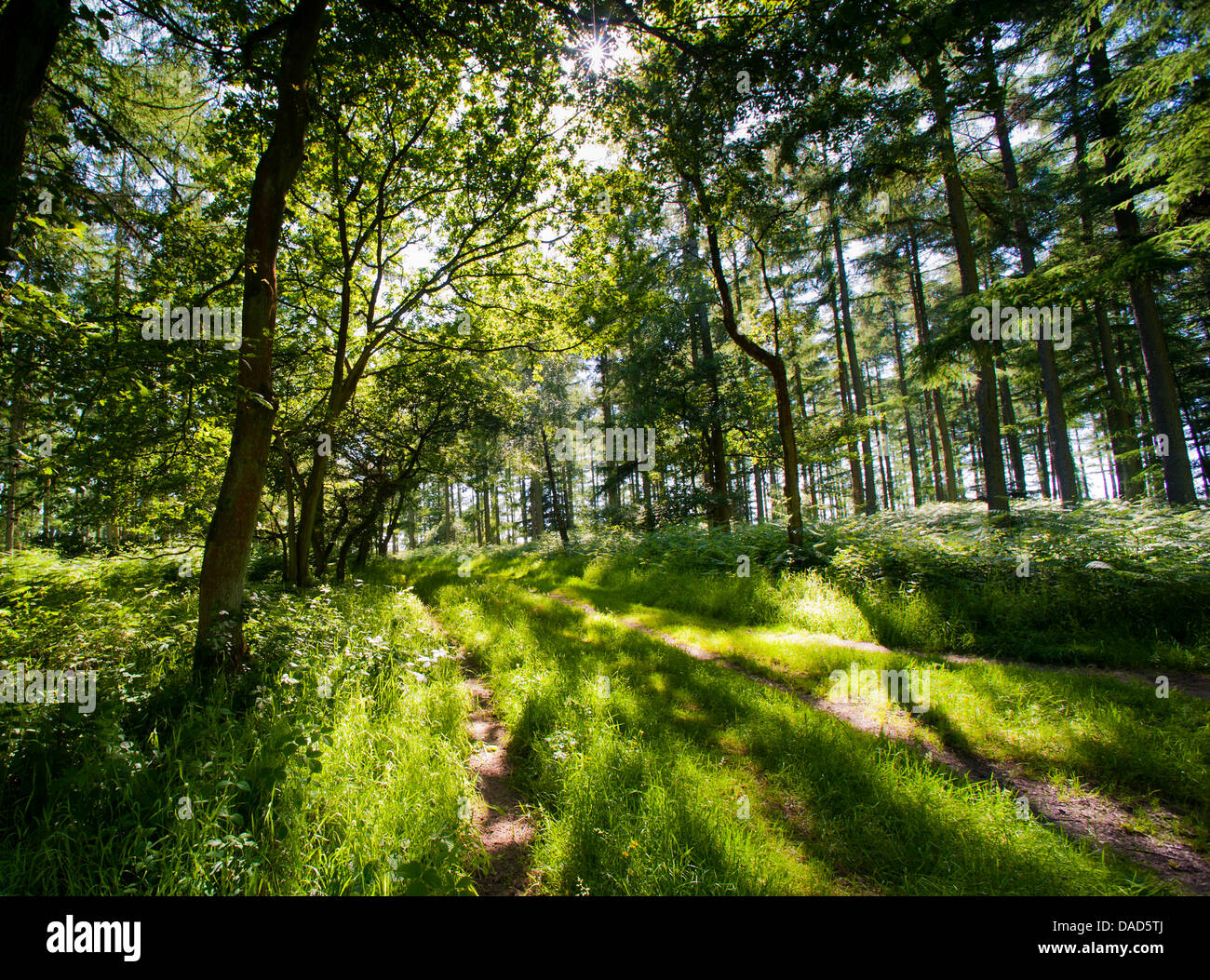 A path through trees in Mortimer Forest, Shropshire, England Stock ...