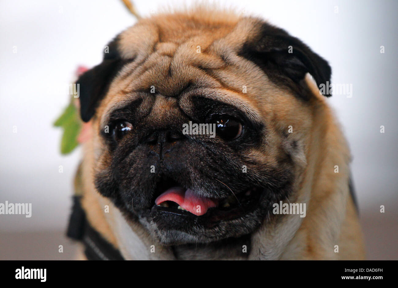 How Does A Dog Become A Champion