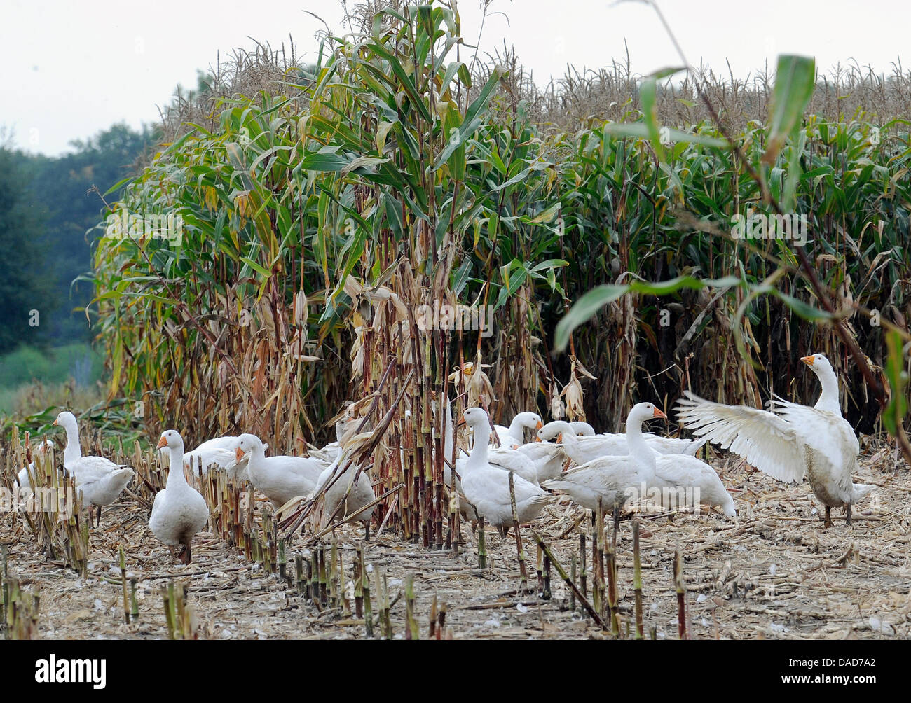 Remnants of meal hi-res stock photography and images - Alamy