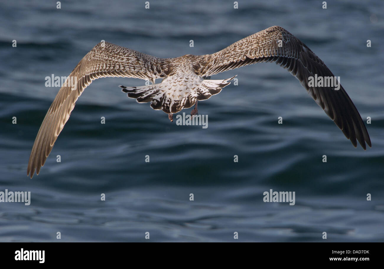 A seagull flies over the Baltic Sea near Hiddensee, Germany, 29 ...