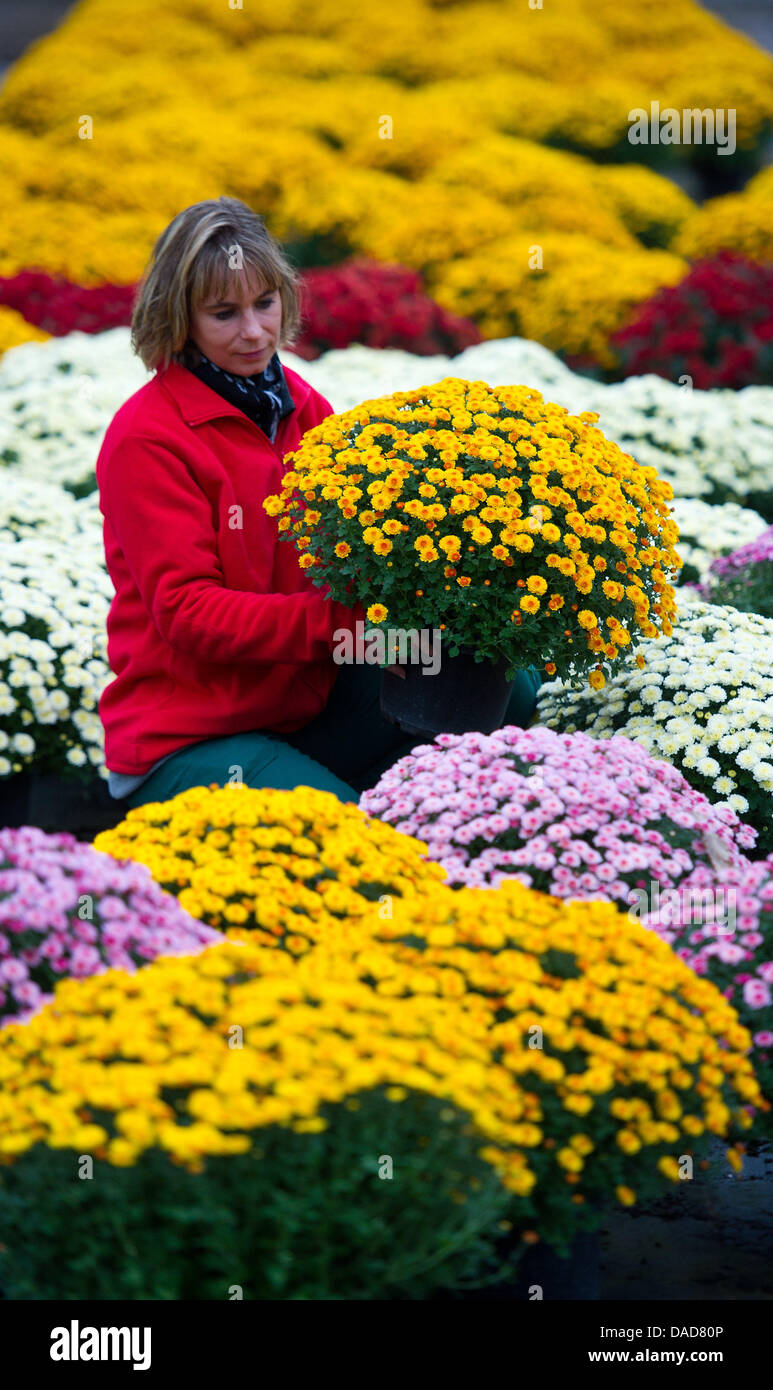 The master gardener Daniela Kerl assorts chrysanthemum flowers inside a ...