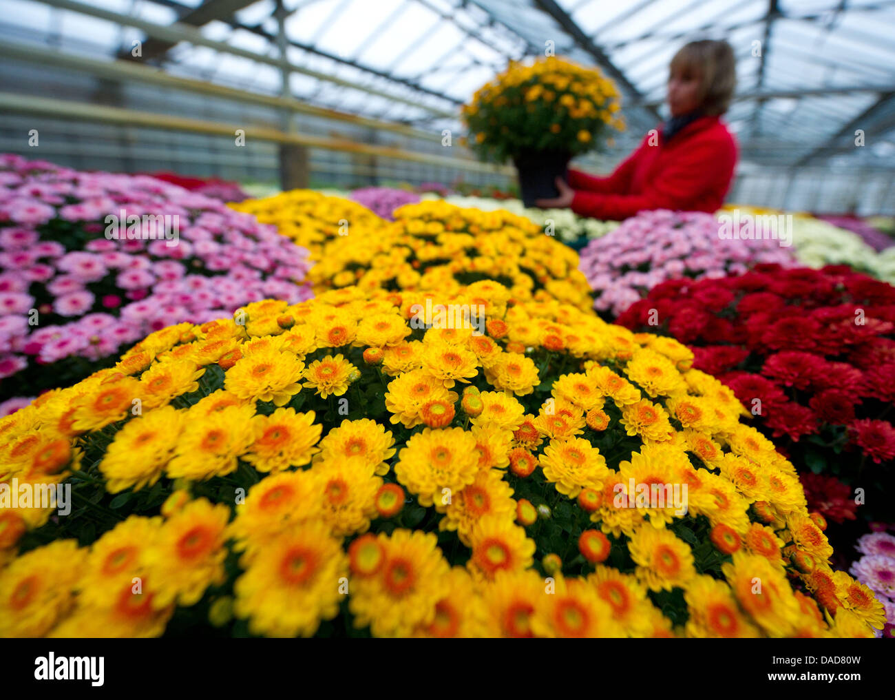 The master gardener Daniela Kerl assorts chrysanthemum flowers inside a ...