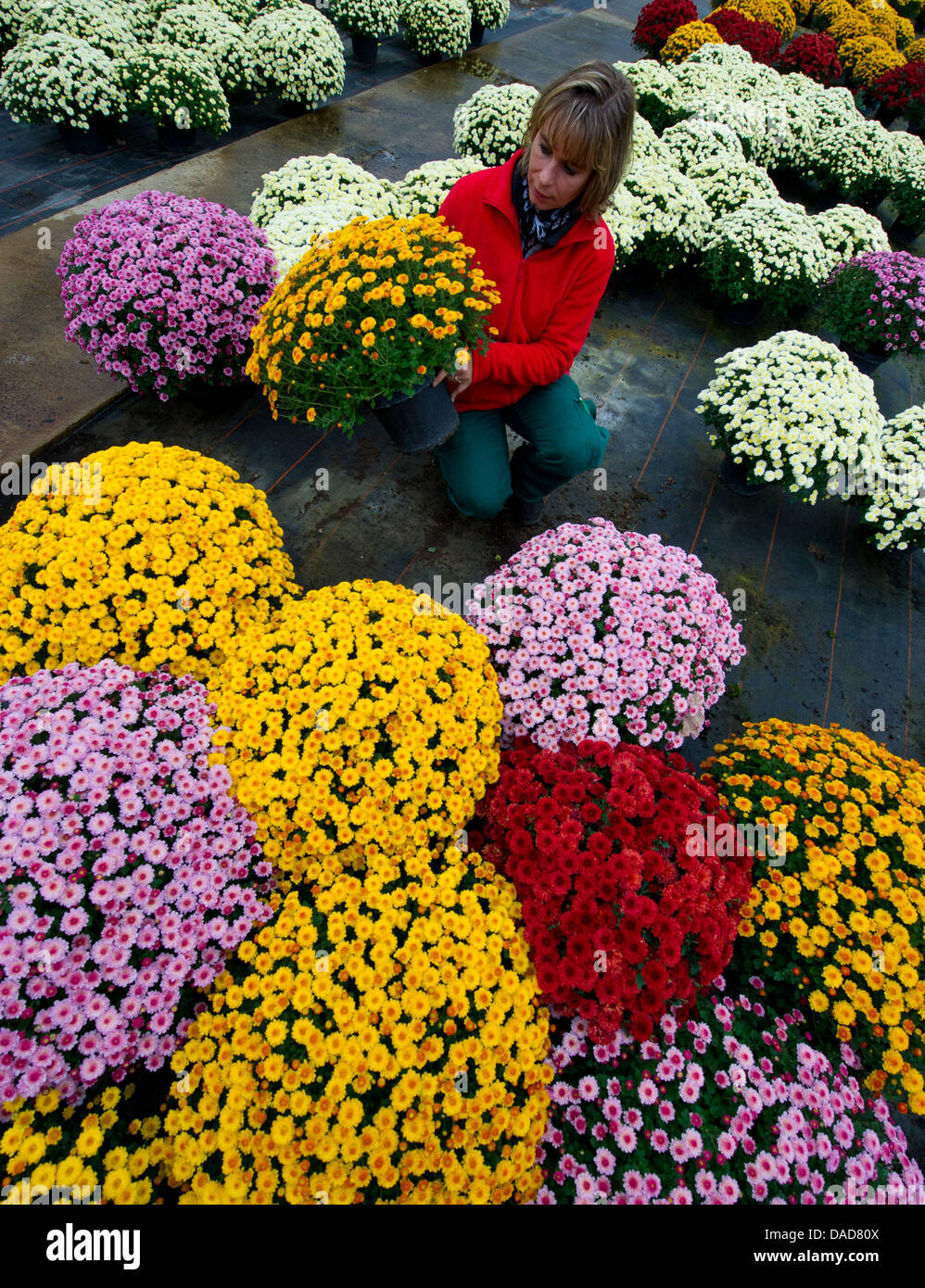 The master gardener Daniela Kerl assorts chrysanthemum flowers inside a ...