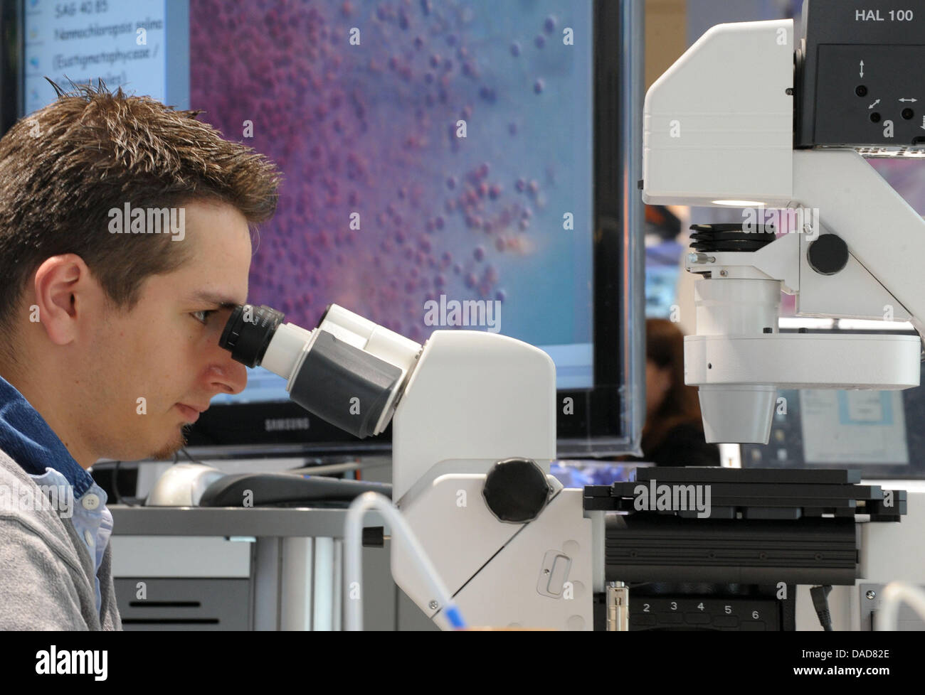 Algae under microscope hi-res stock photography and images - Alamy