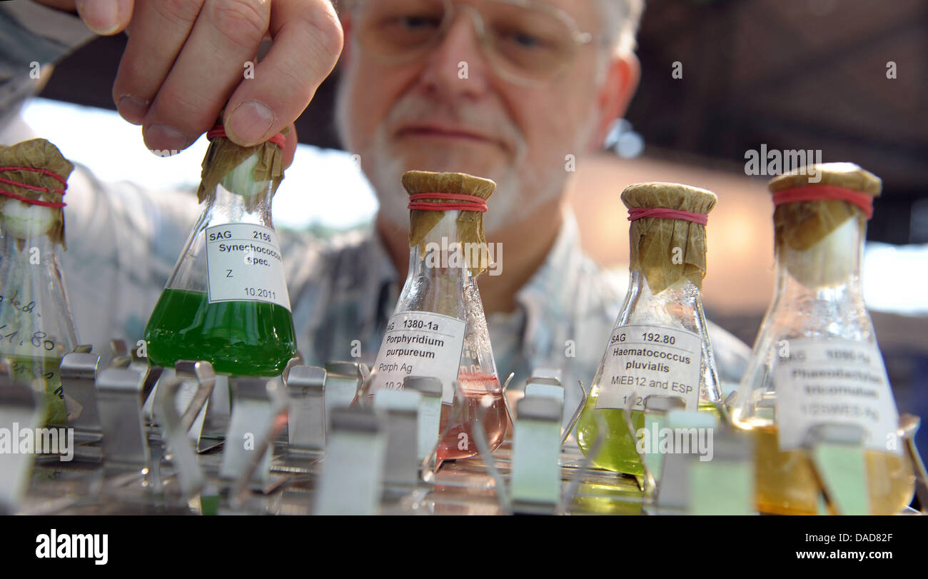 A research assistant views algae cultures in test tubes at the booth of ...