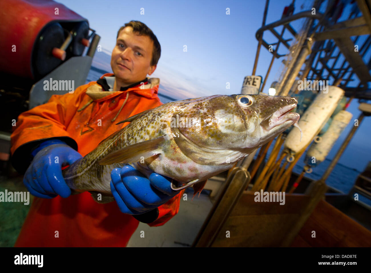 Fisherman Martin Lange takes cod out of a fishing net off the island of ...