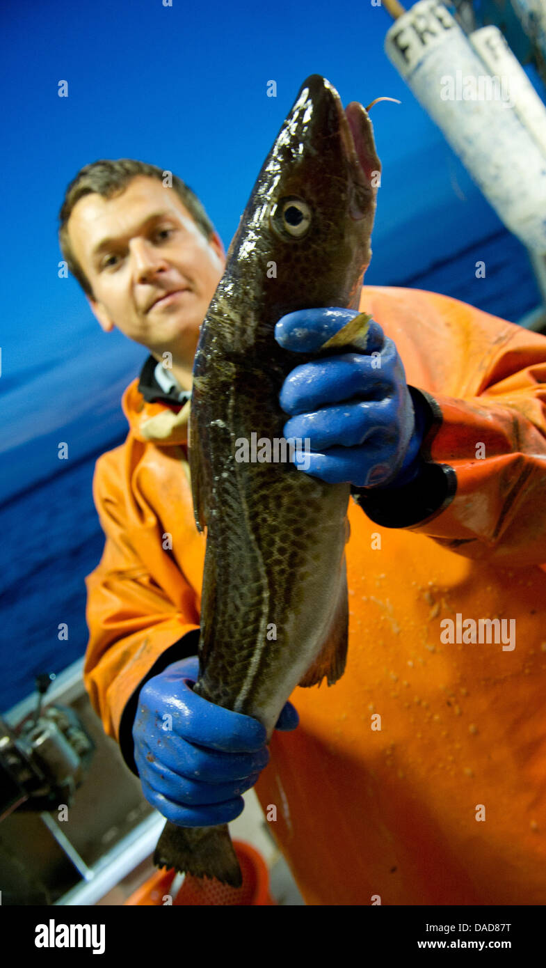 Fisherman Martin Lange takes cod out of a fishing net off the island of ...